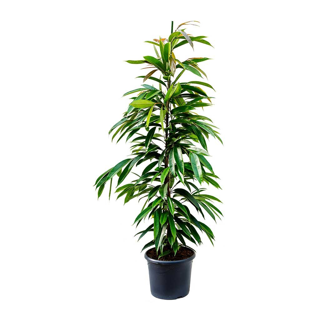 Ficus Amstel King – Khaazay