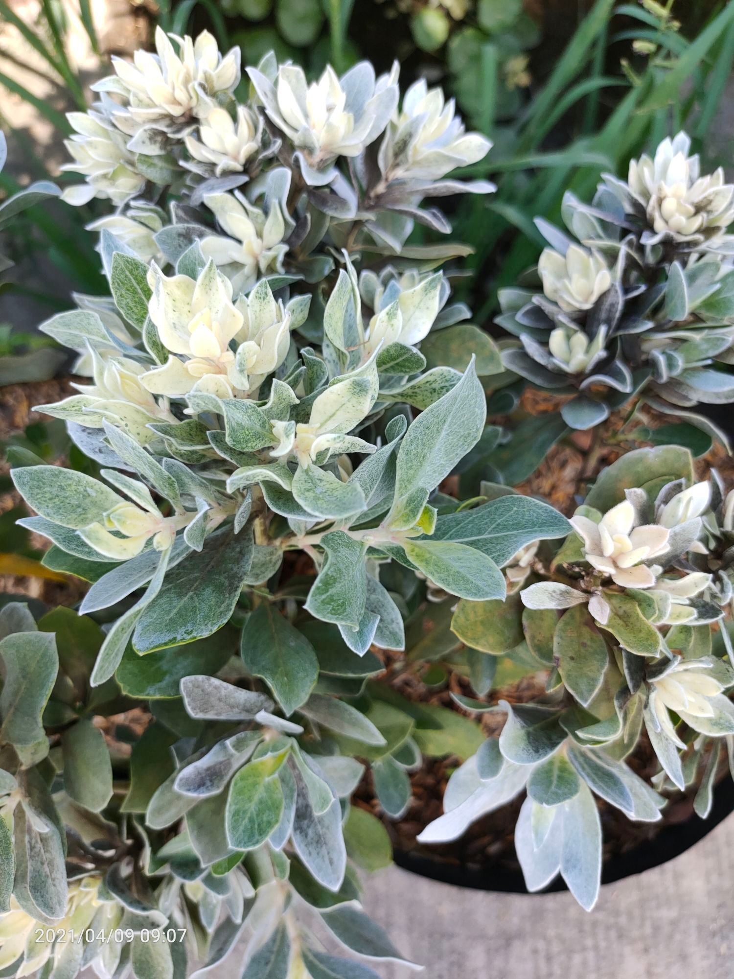 Conocarpus Silver – Khaazay