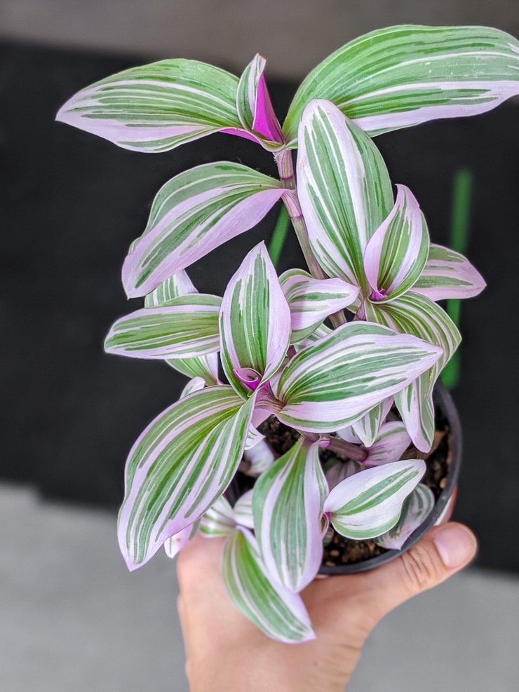 Nanouk Small - Khaazay