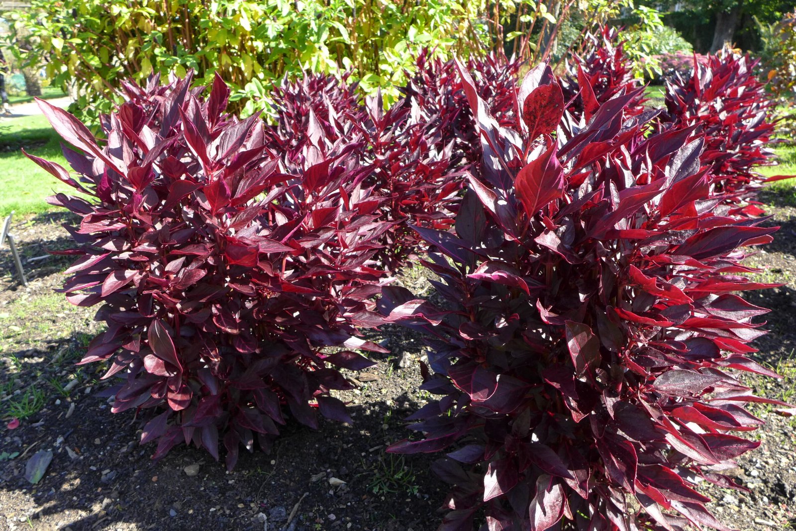 Iresine lindenii (V9) - Khaazay